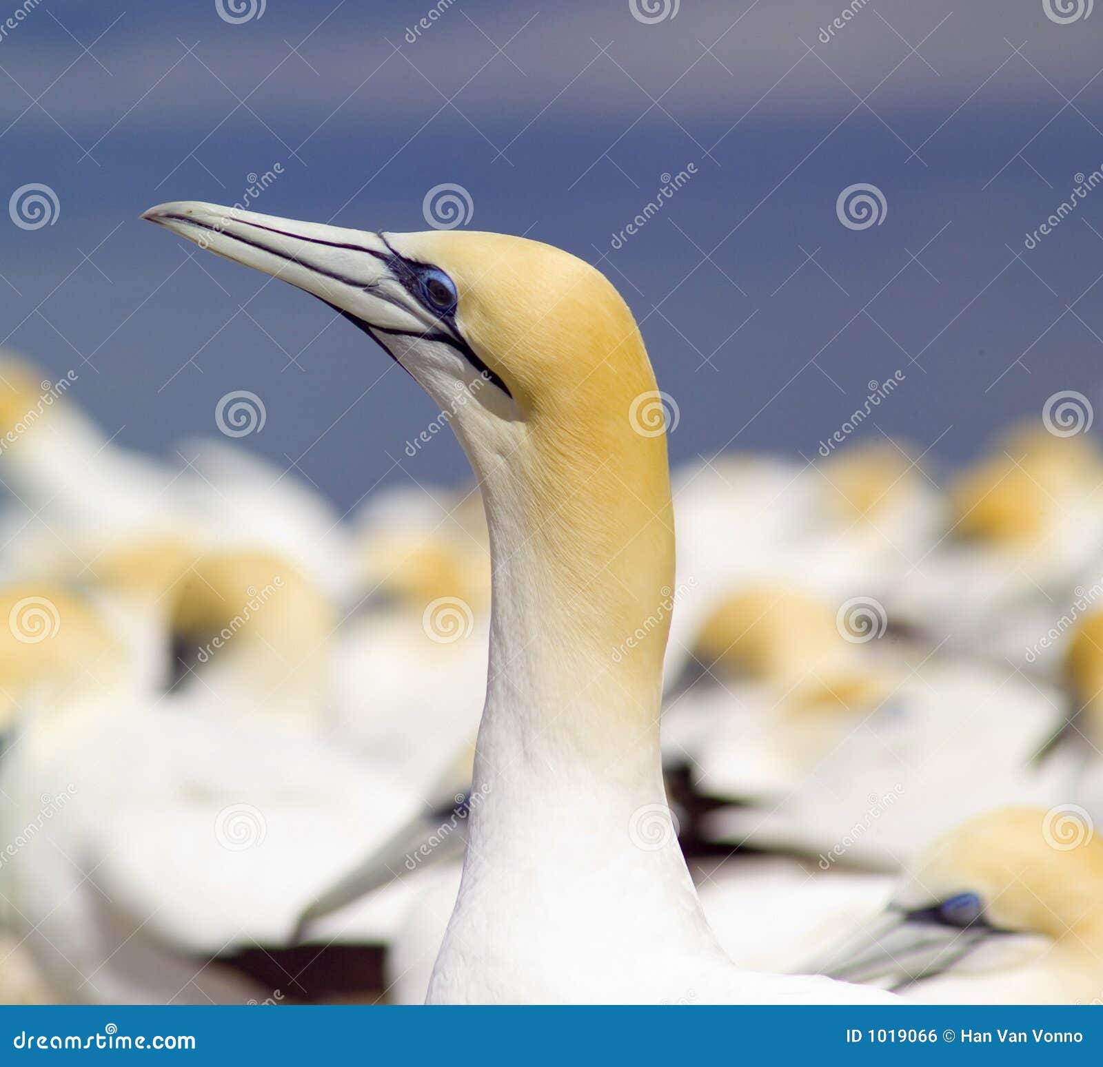 Australian Gannet stock photo. Image of feathers, black - 1019066