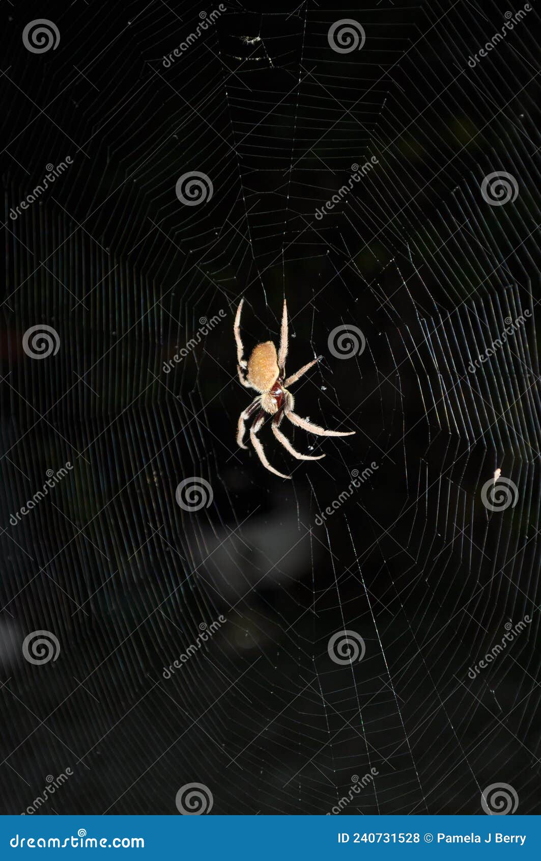 An Australian Garden Orb Spider Stock Photo - Image of close, brown ...