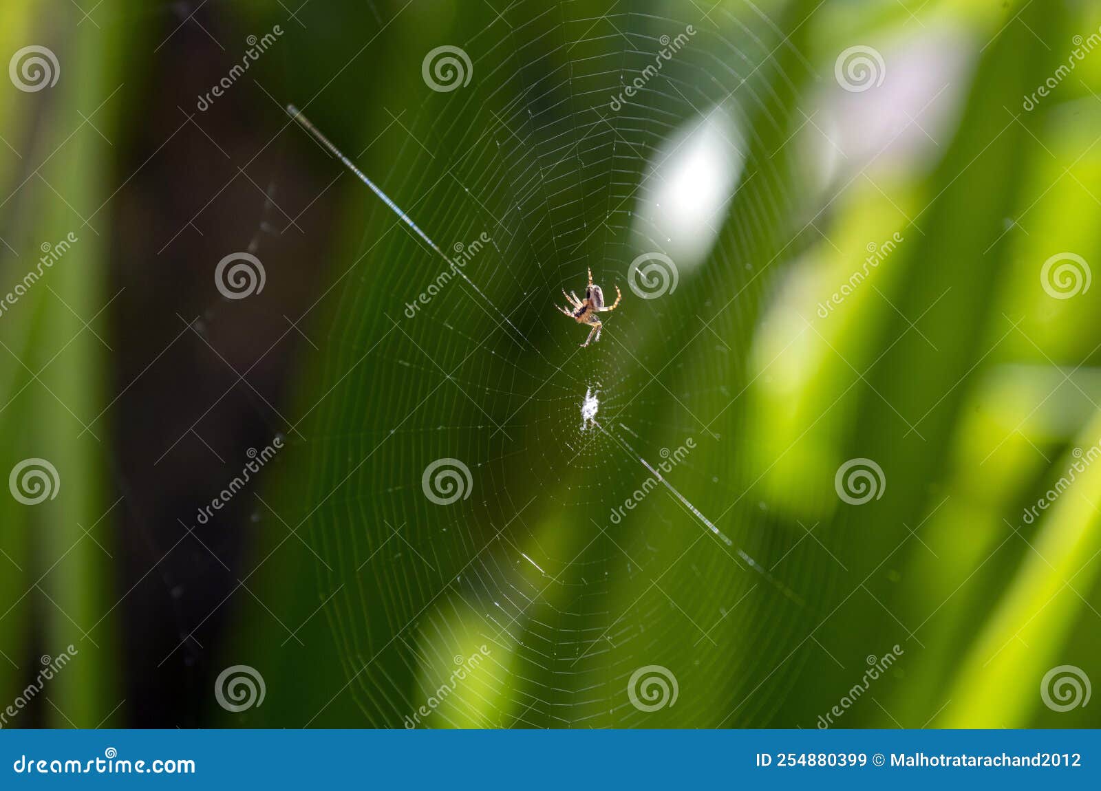 Australian Garden Orb Weaver Spider Argiope Catenulata In The Web Stock Image Image Of