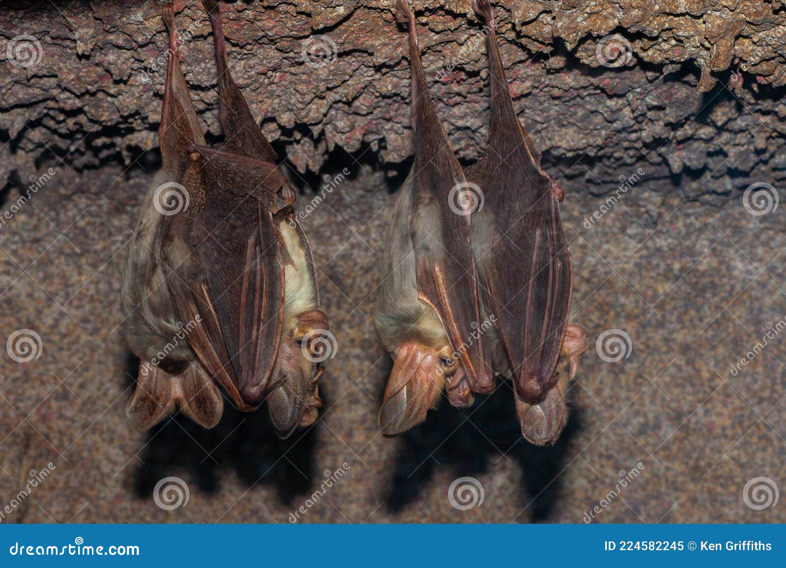 Ghost Bats stock image. Image of wildlife, australia - 224582245