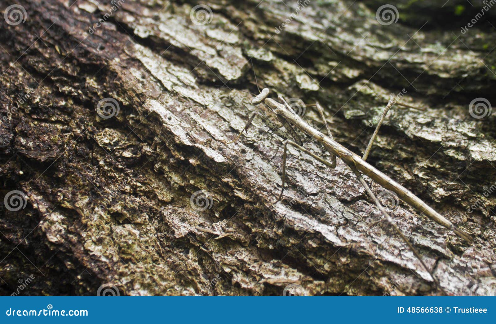 Australian Ghost Insect (phasmatodea) in it S Natural Environment Stock ...