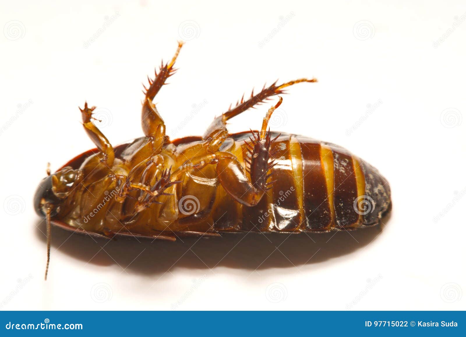 Australian Cockroach - Periplaneta Australasiae Fabricius - Isolated On ...