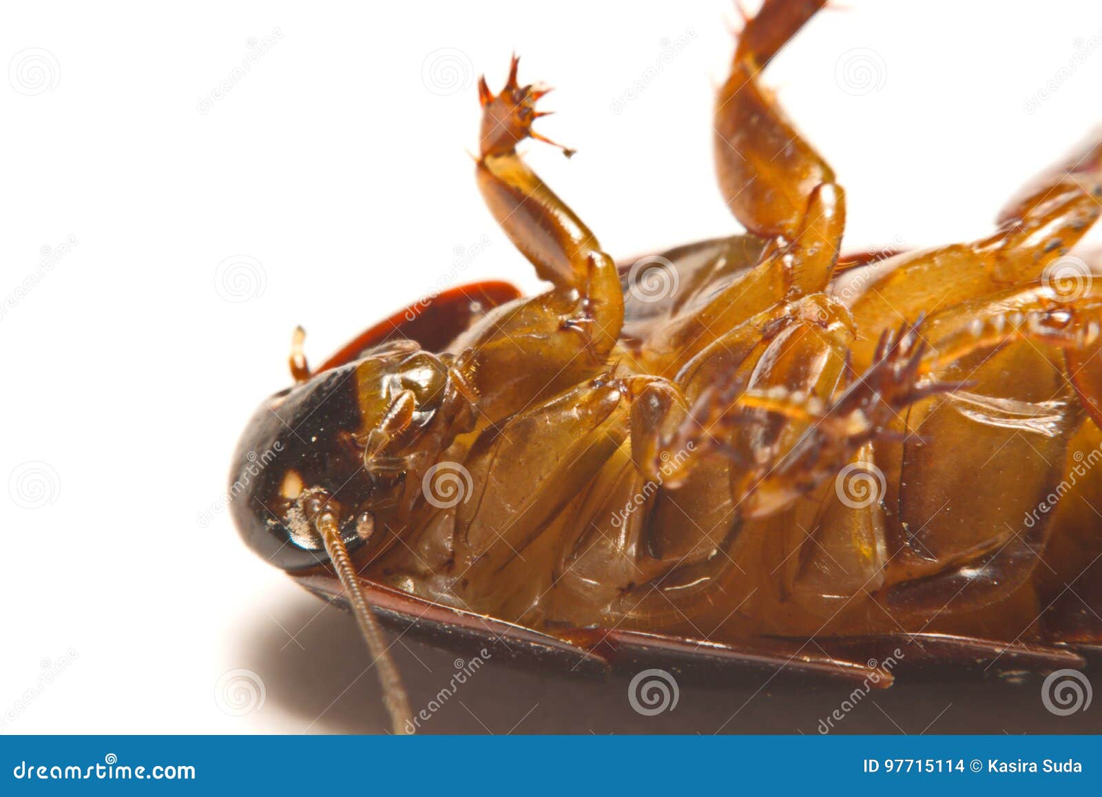 Australian Giant Burrowing Cockroach on White Background Stock Photo ...