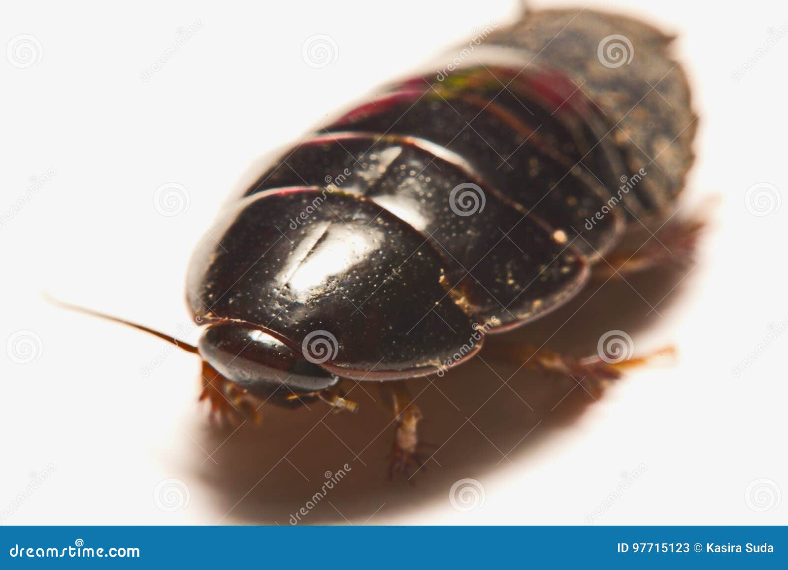 Australian Cockroach - Periplaneta Australasiae Fabricius - Isolated On ...