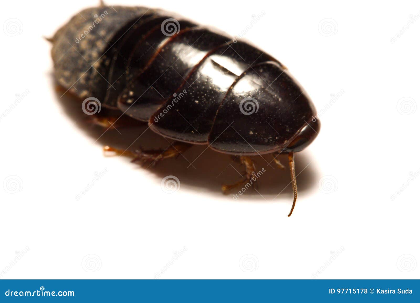 Australian Giant Burrowing Cockroach on White Background Stock Photo ...