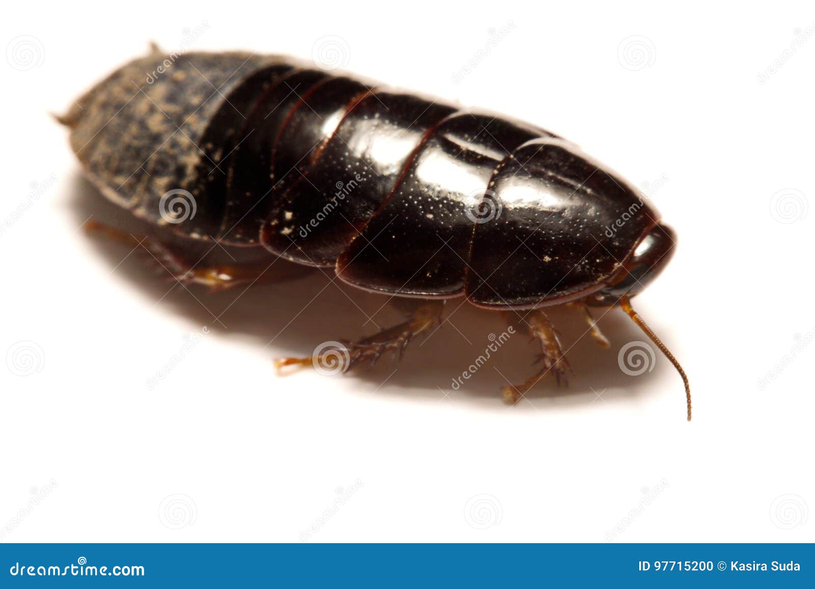 Australian Giant Burrowing Cockroach On White Background Stock Photo ...