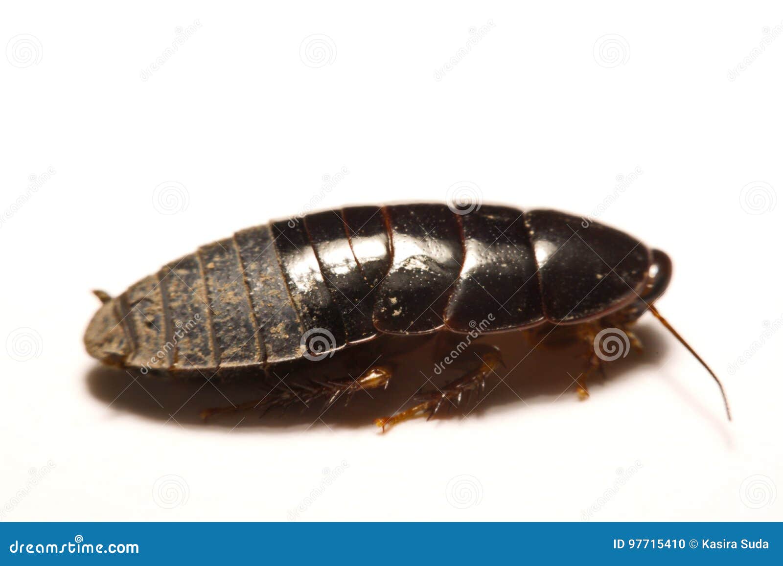 Australian Cockroach - Periplaneta Australasiae Fabricius - Isolated On ...