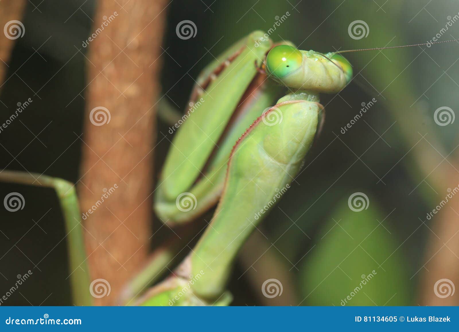 Australian giant mantis stock image. Image of detail - 81134605