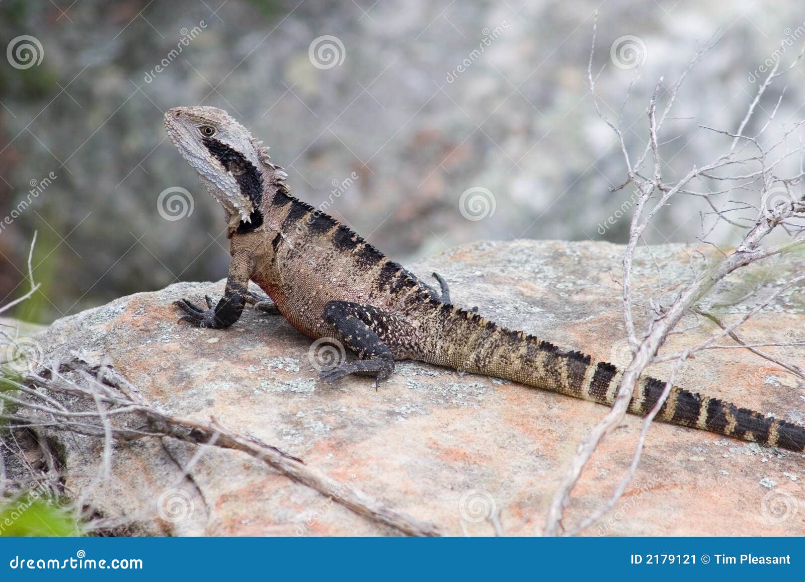 Australian goana lizard stock image. Image of nature, rock - 2179121