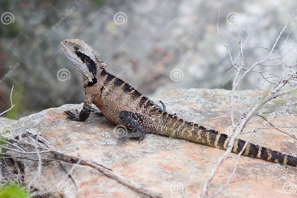 Australian goana lizard stock image. Image of nature, rock - 2179121