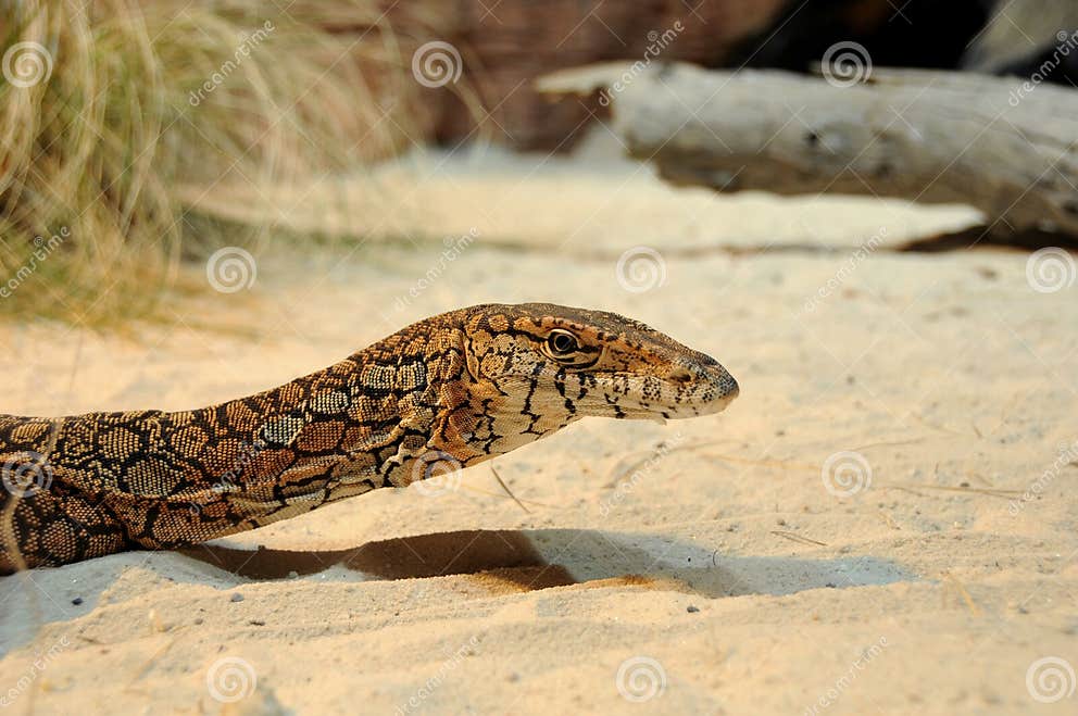 Australian Goanna Head stock photo. Image of australian - 15379202