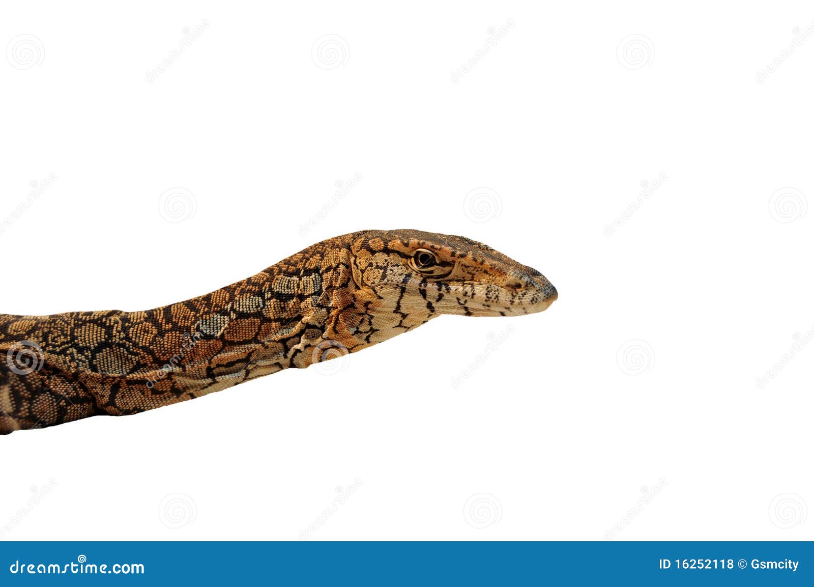 Australian Goanna/Lace Monitor (Varanus Varius) Stock Photo ...