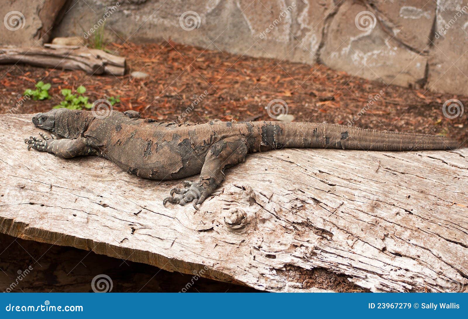 Australian Goanna/Lace Monitor (Varanus Varius) Stock Photo ...