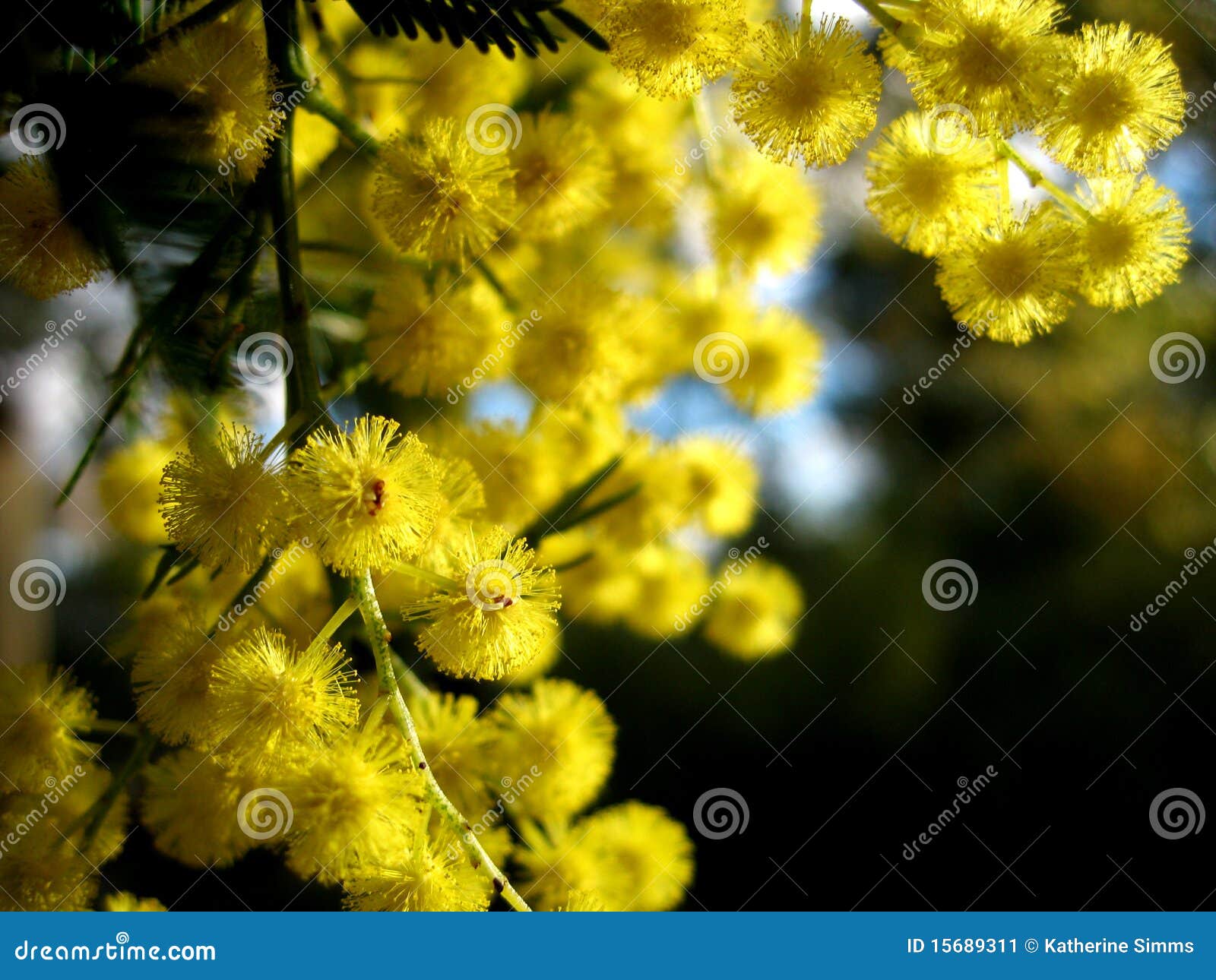 Golden Wattle Acacia Pycnantha In Full Bloom, Australia Royalty-Free ...