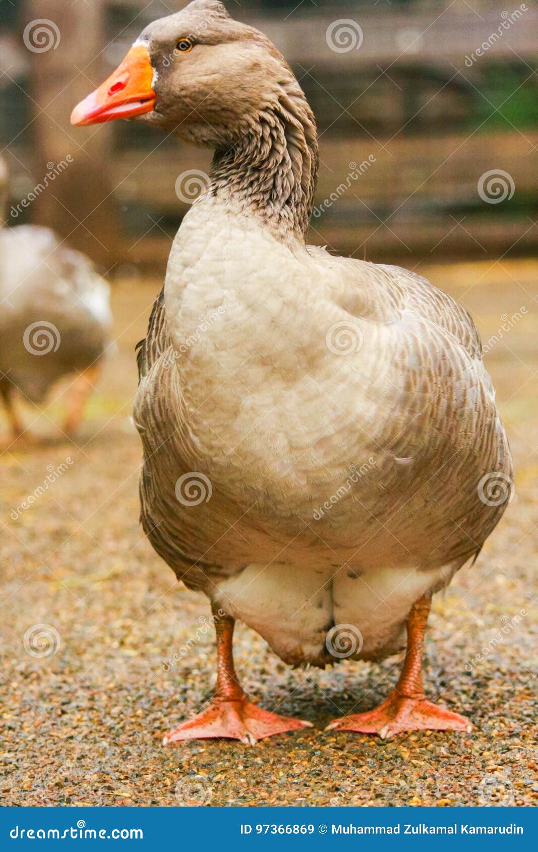 Australian goose stock image. Image of rural, orange - 97366869