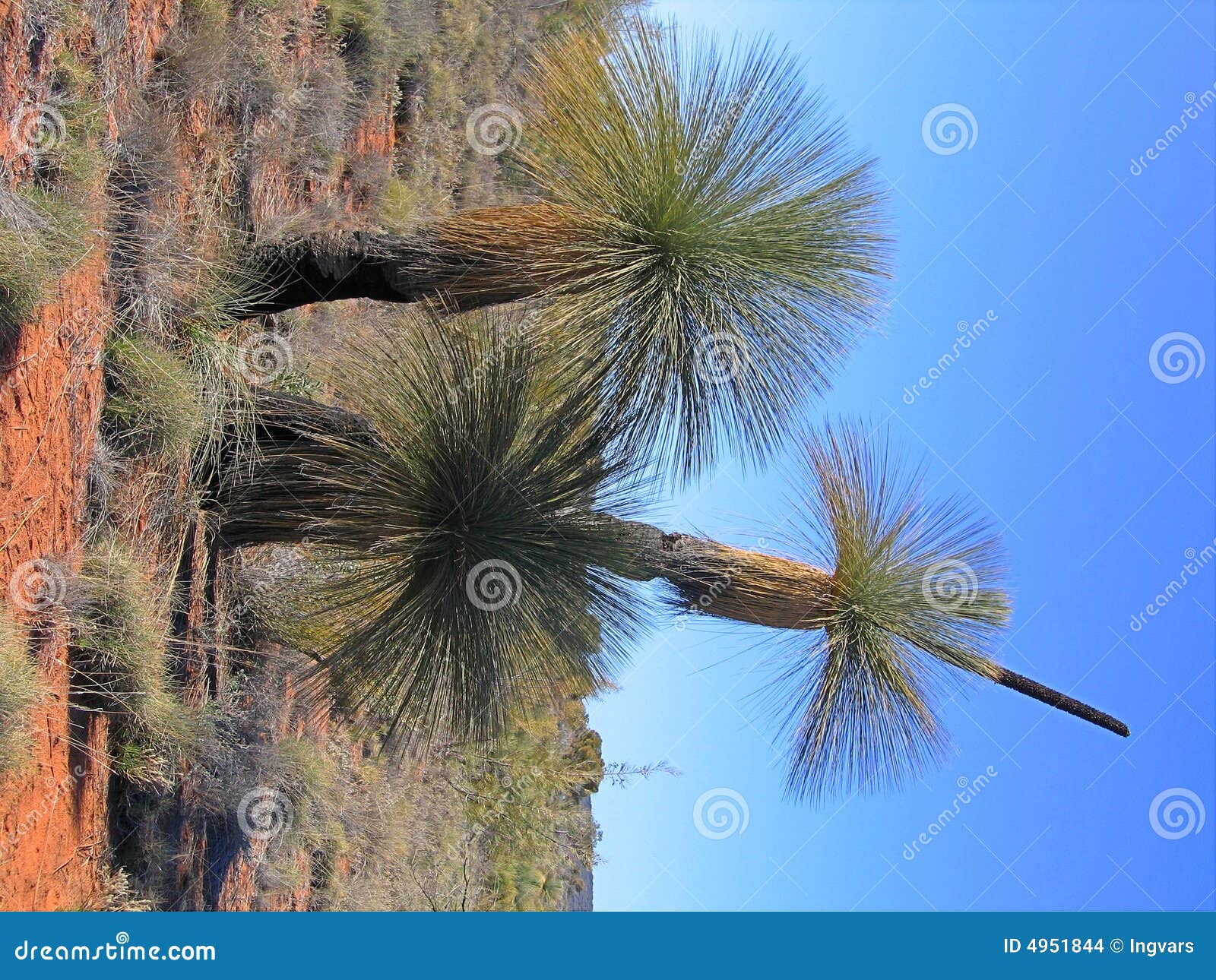 Australian Grass Tree Editorial Stock Image Image 4951844