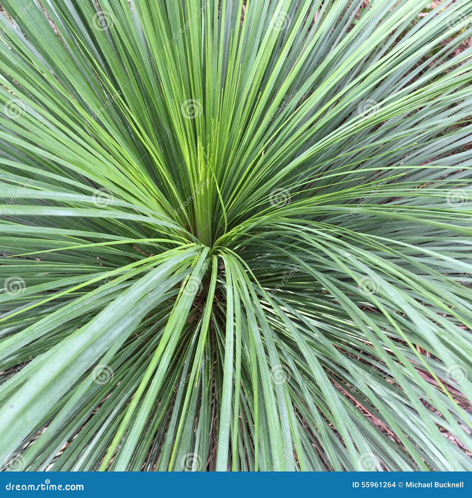 An Australian Grass Tree With A Green Background Stock Photo ...