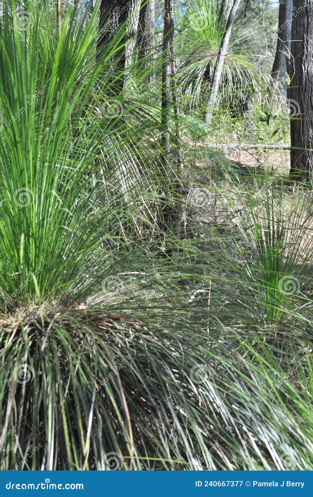 Australian Grass Trees with a Green Background Stock Image - Image of ...