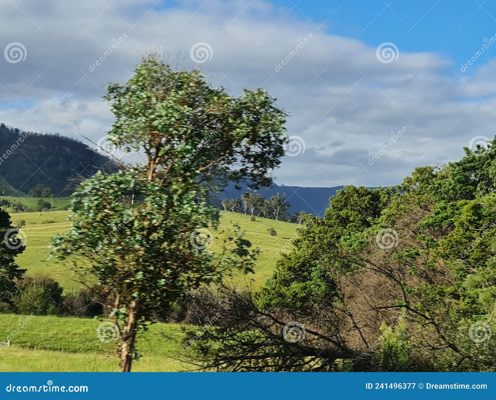 Australian Grassy Plains and Greenery Stock Image - Image of greenery ...