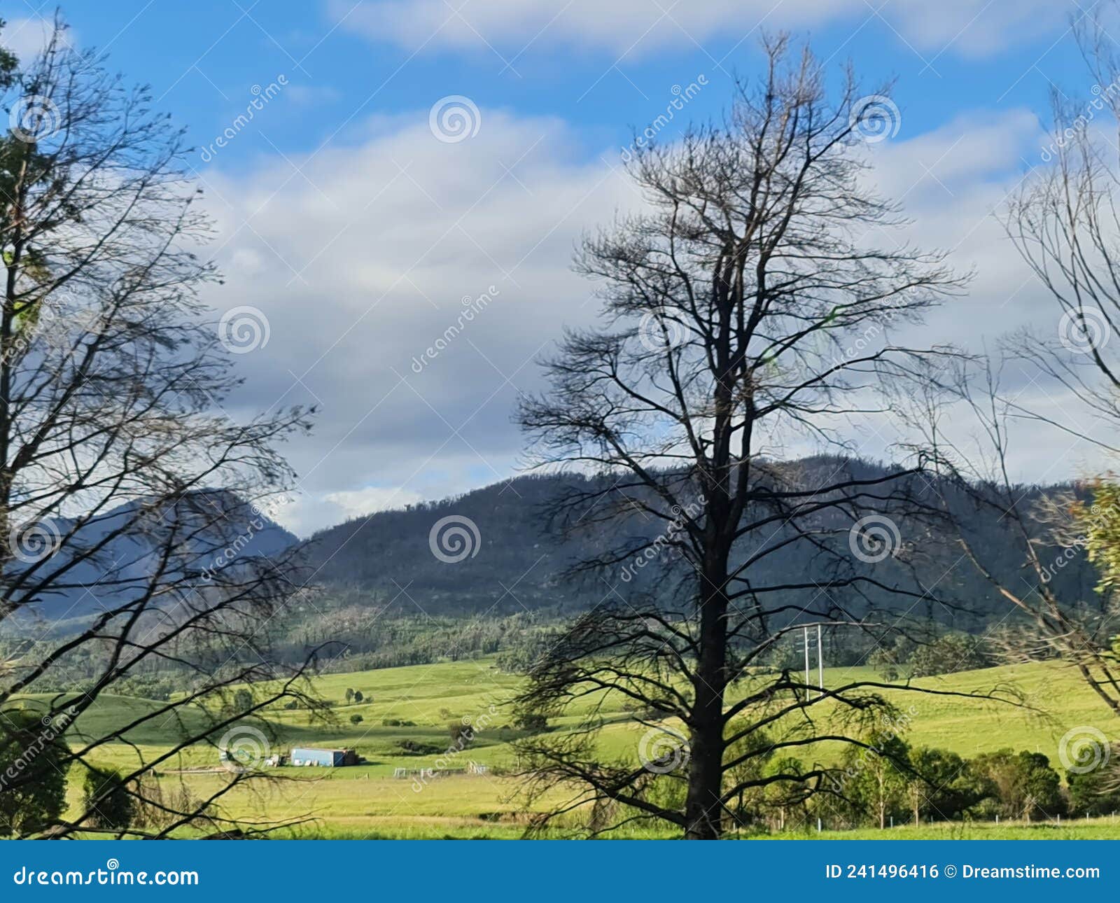 Australian Grassy Plains and Greenery Stock Photo - Image of field ...