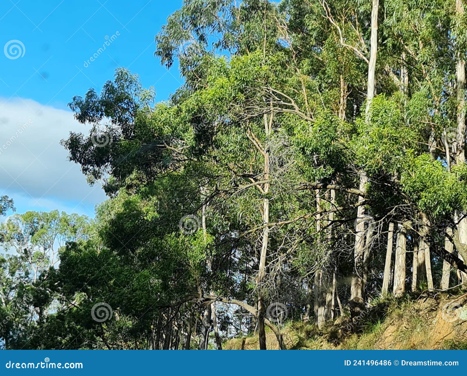 Australian Grassy Plains and Greenery Stock Photo - Image of woodland ...