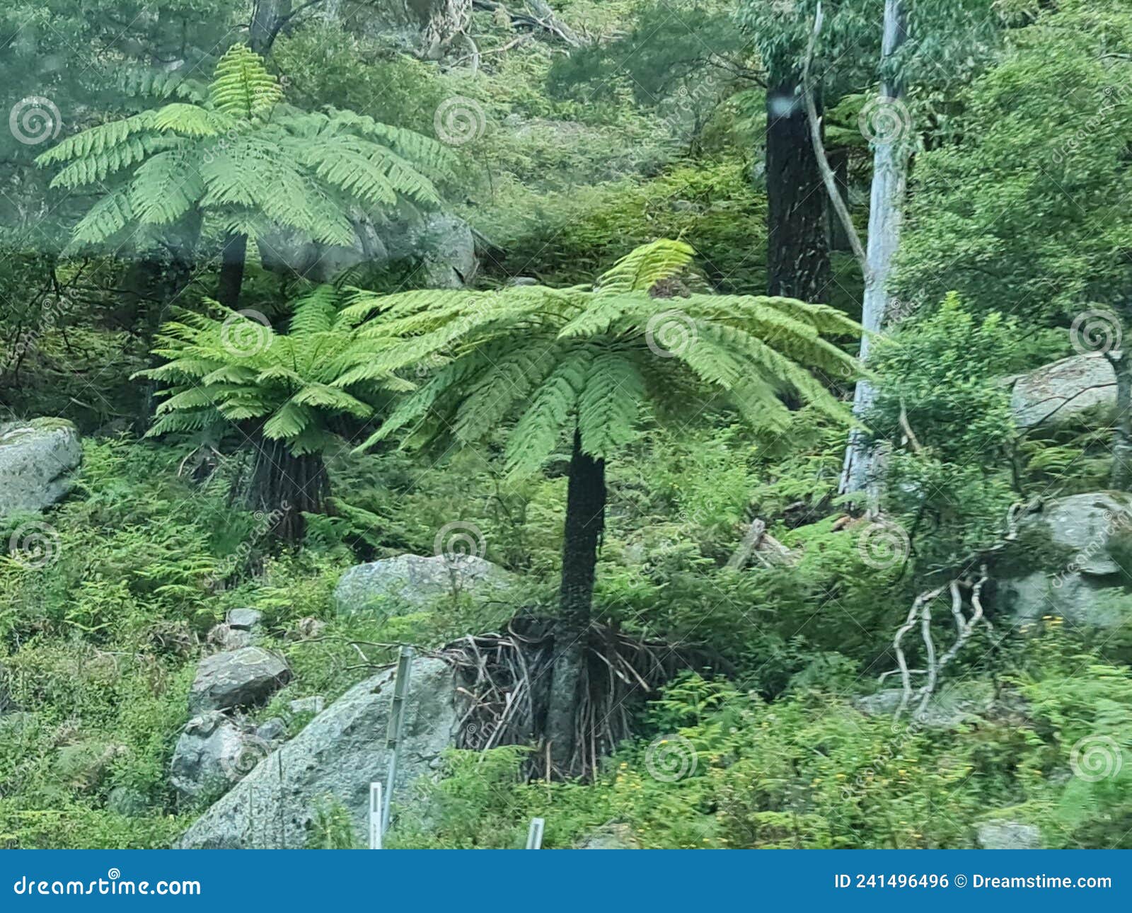 Australian Grassy Plains and Greenery Stock Photo - Image of deciduous ...