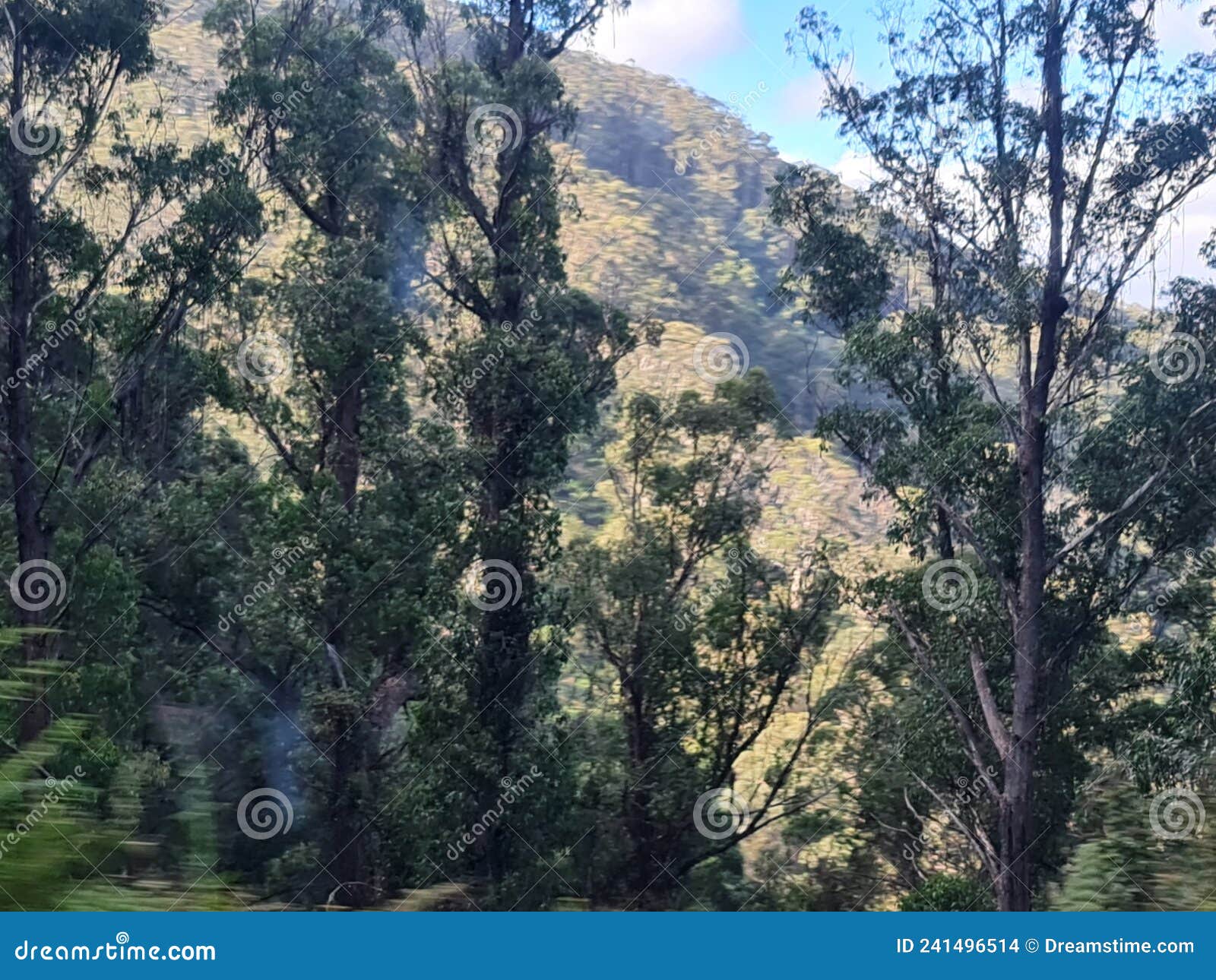 Australian Grassy Plains and Greenery Stock Photo - Image of leaf ...