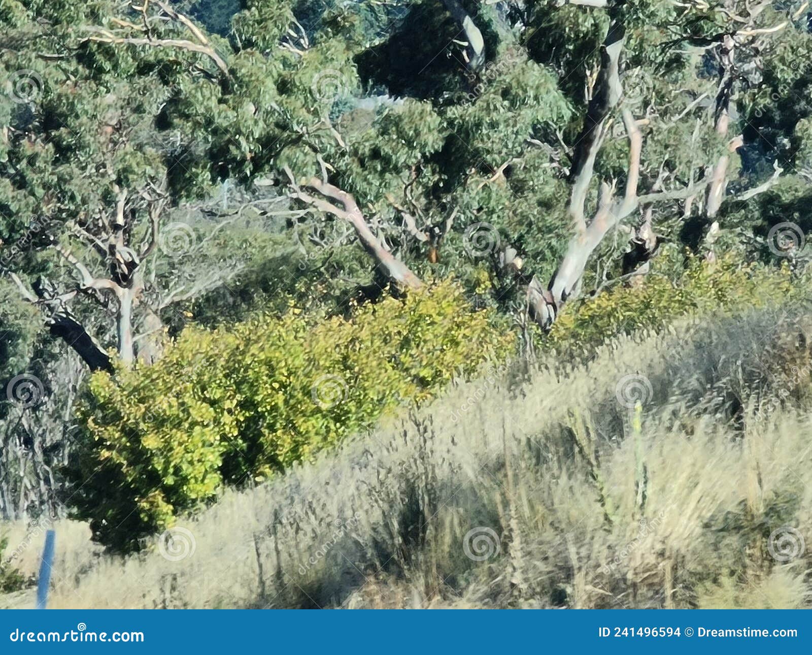 Australian Grassy Plains and Greenery Stock Photo - Image of greenery ...
