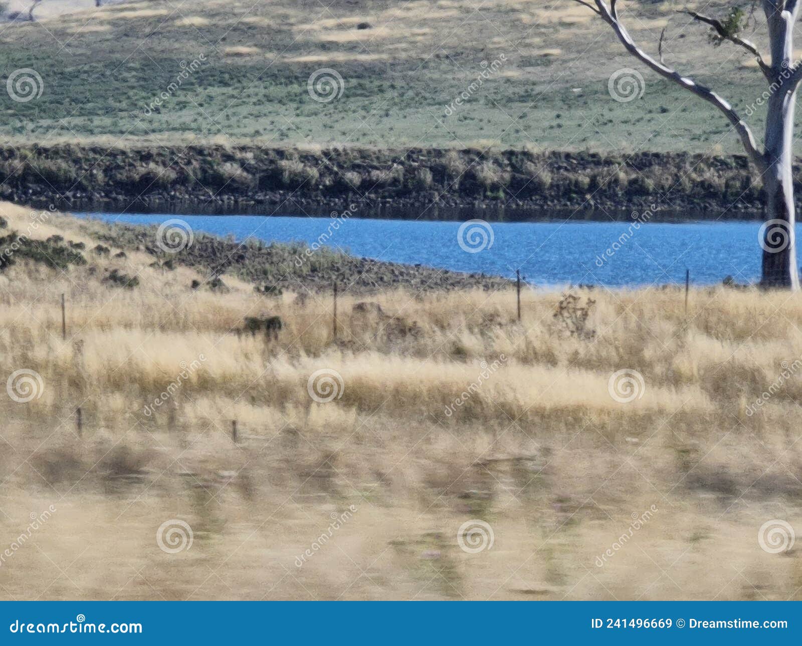 Australian Grassy Plains and Greenery Stock Image - Image of prairie ...