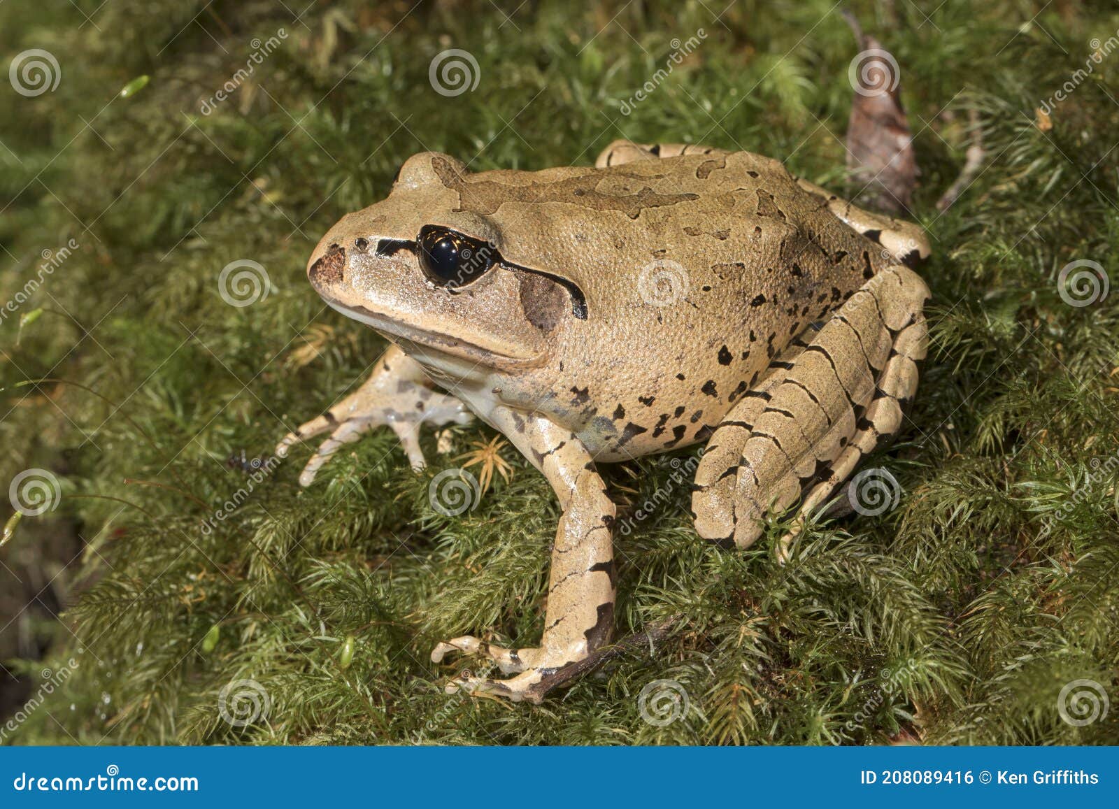 Australian Great Barred Frog Stock Photo - Image of great, frog: 208089416