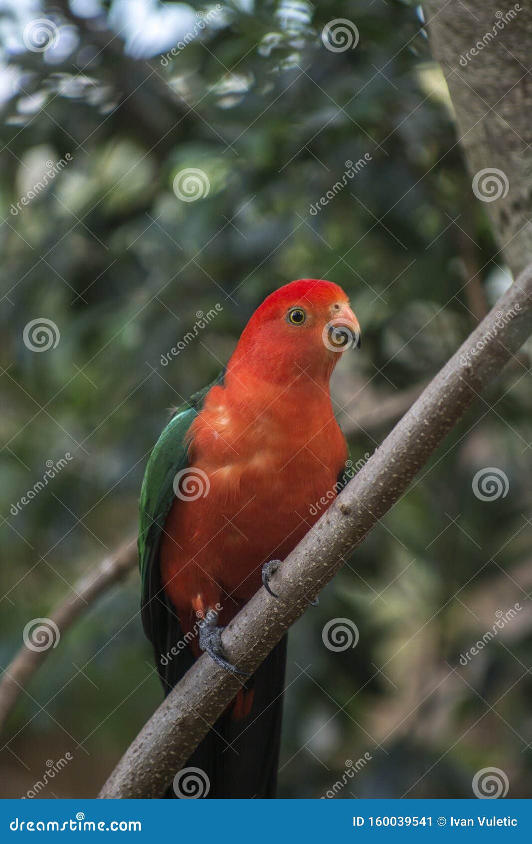 Australian great parrot stock image. Image of birds - 160039541