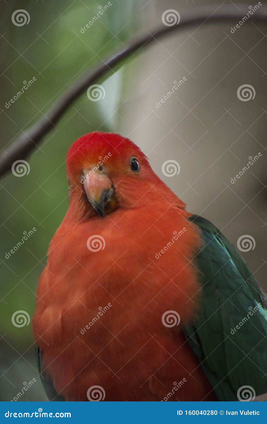 Australian great parrot stock photo. Image of great - 160040280