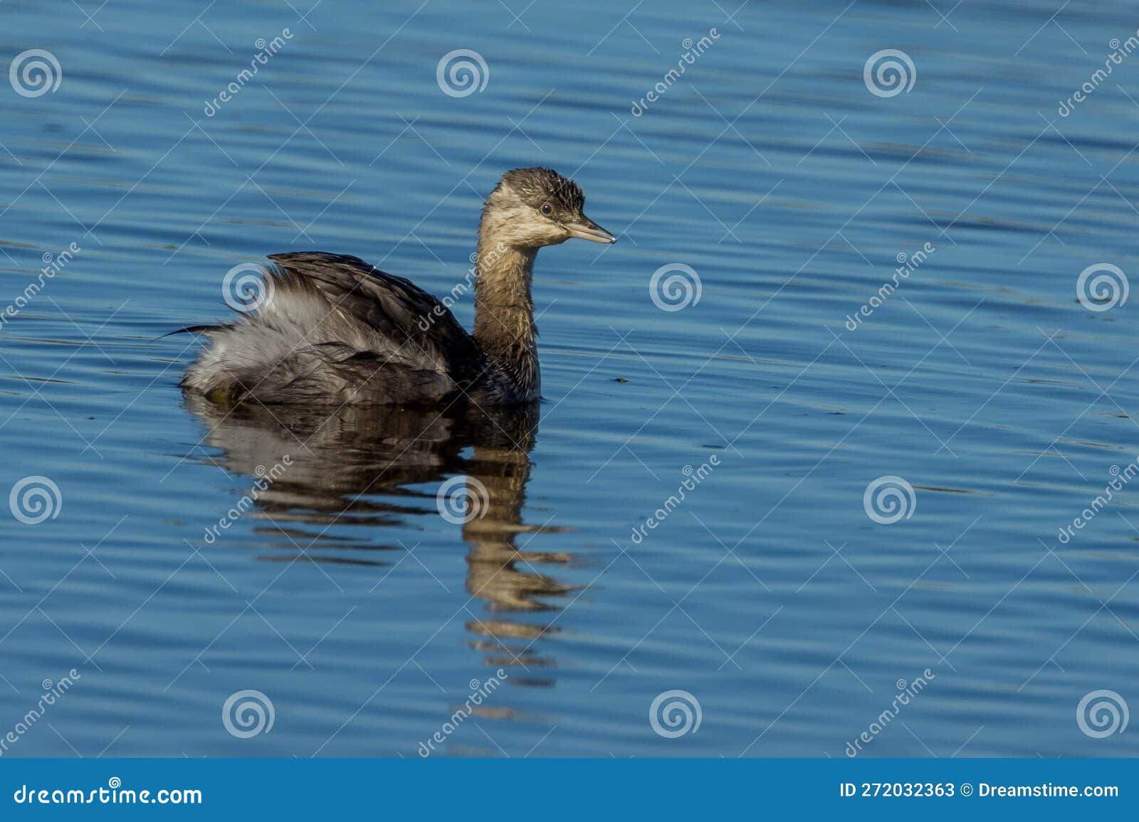 Australian Grebe in Victoria Australia Stock Image - Image of ...