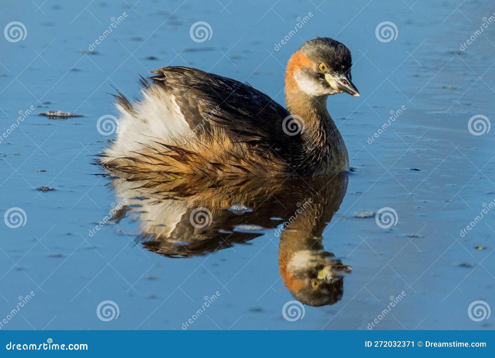 Australian Grebe in Victoria Australia Stock Image - Image of nature ...
