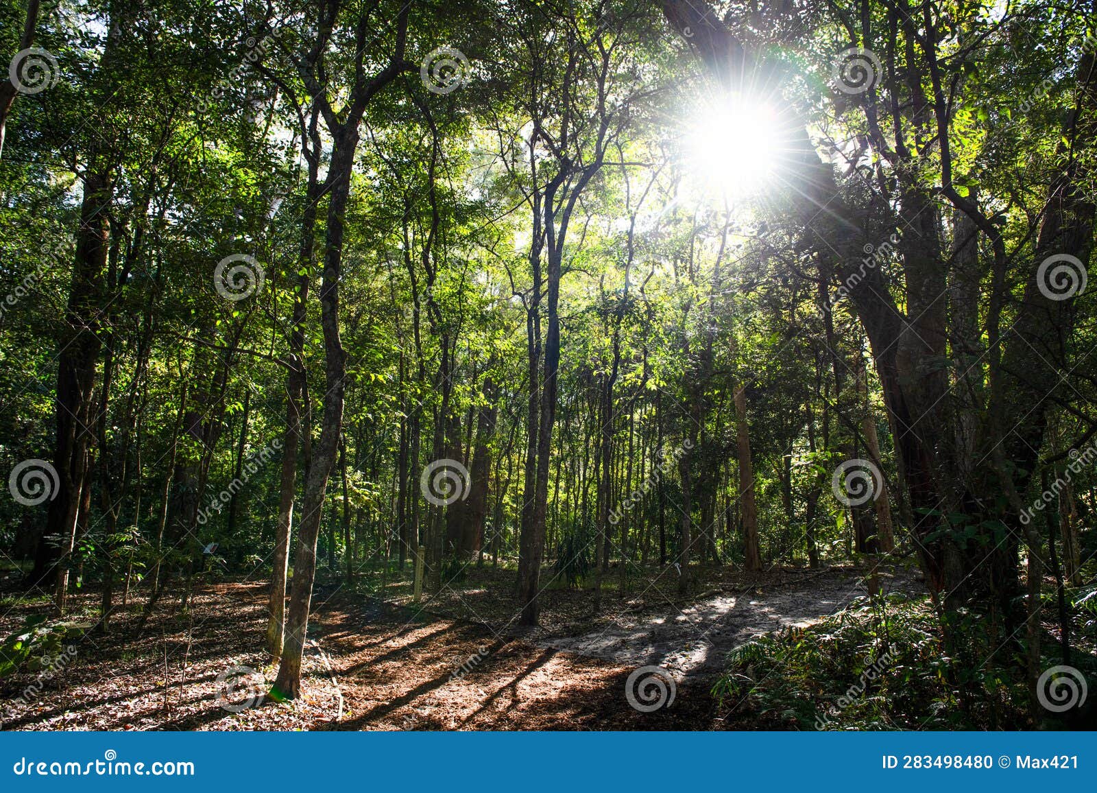 Australian green bushland stock photo. Image of branch - 283498480