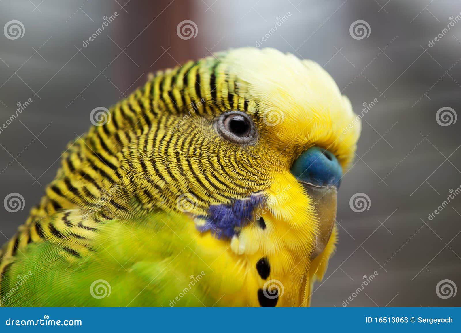 Australian Green Parrot Macro 1 Stock Image - Image of green ...