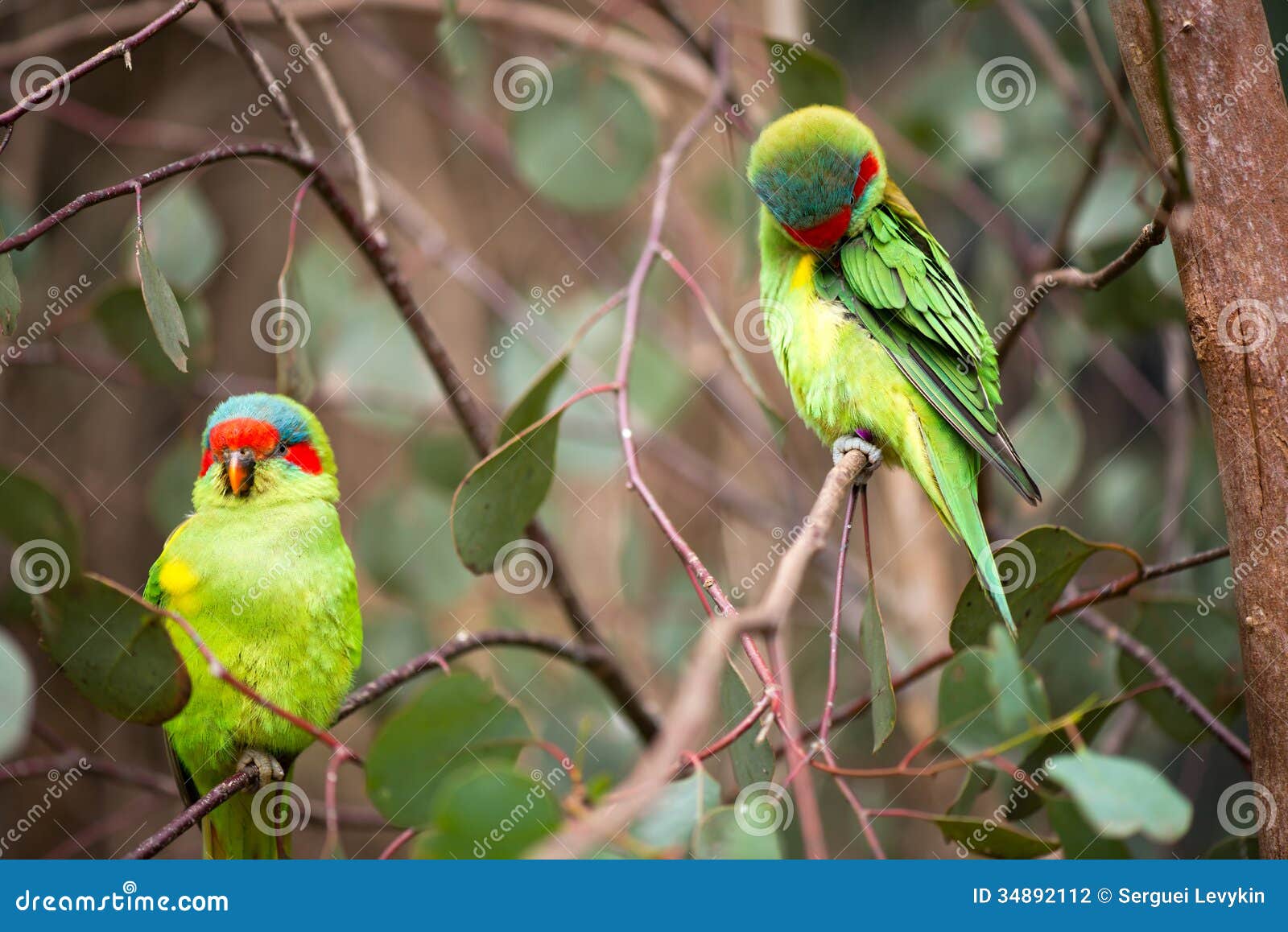 Australian Green Parrots on a Tree Stock Photo - Image of tropical ...