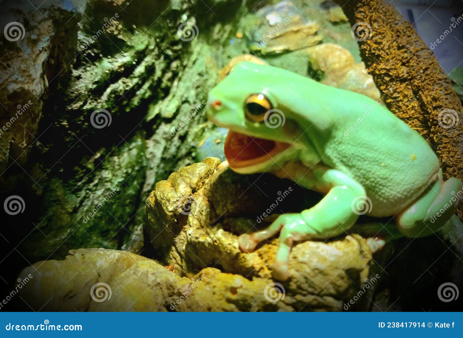 Australian green tree frog stock photo. Image of toad - 238417914