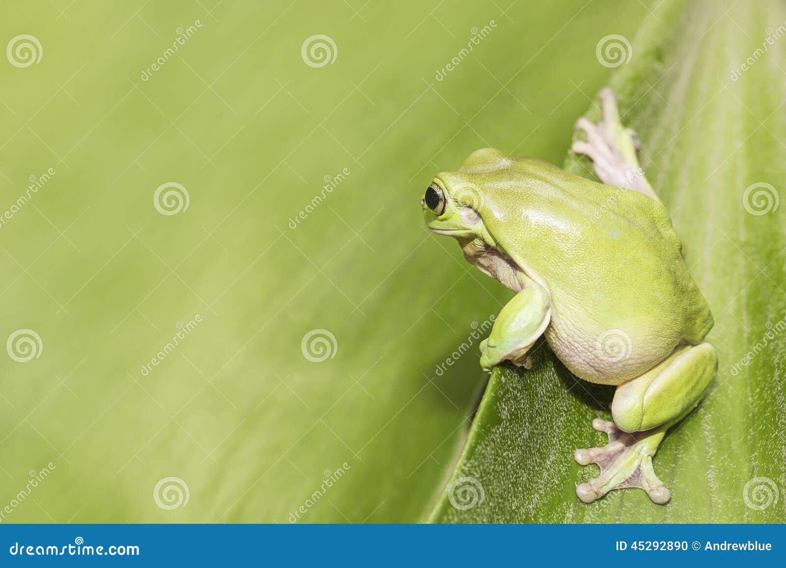 Australian Green Tree Frog stock photo. Image of close - 45292890