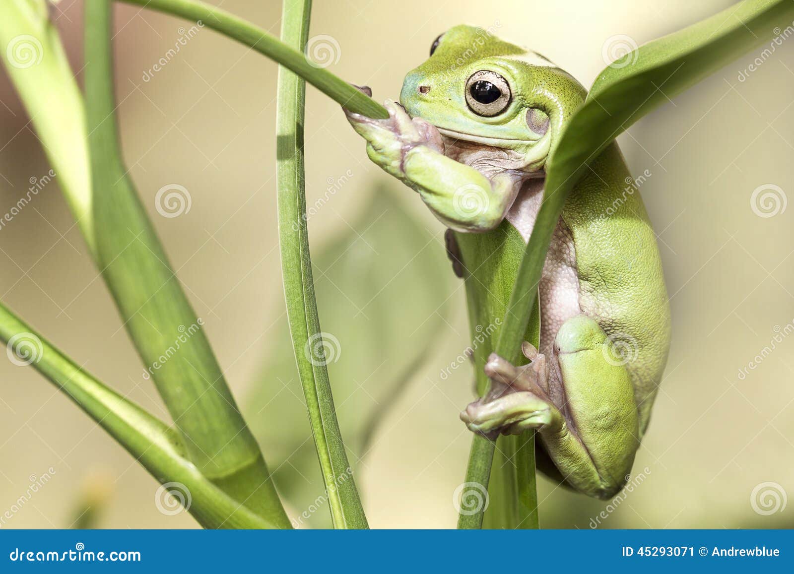 Australian Green Tree Frog stock image. Image of environment - 45293071