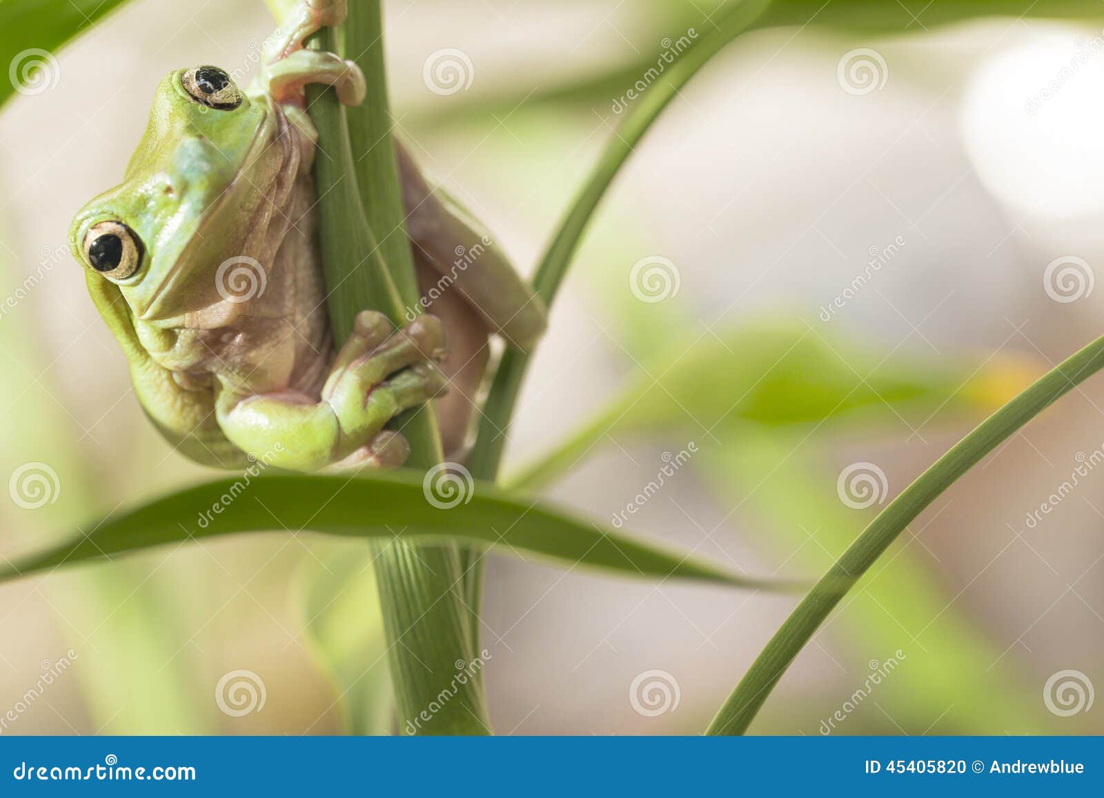 Australian Green Tree Frog Royalty-Free Stock Photography ...
