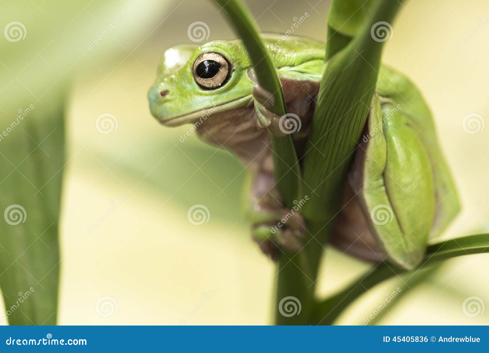 Australian Green Tree Frog stock photo. Image of green - 45405836