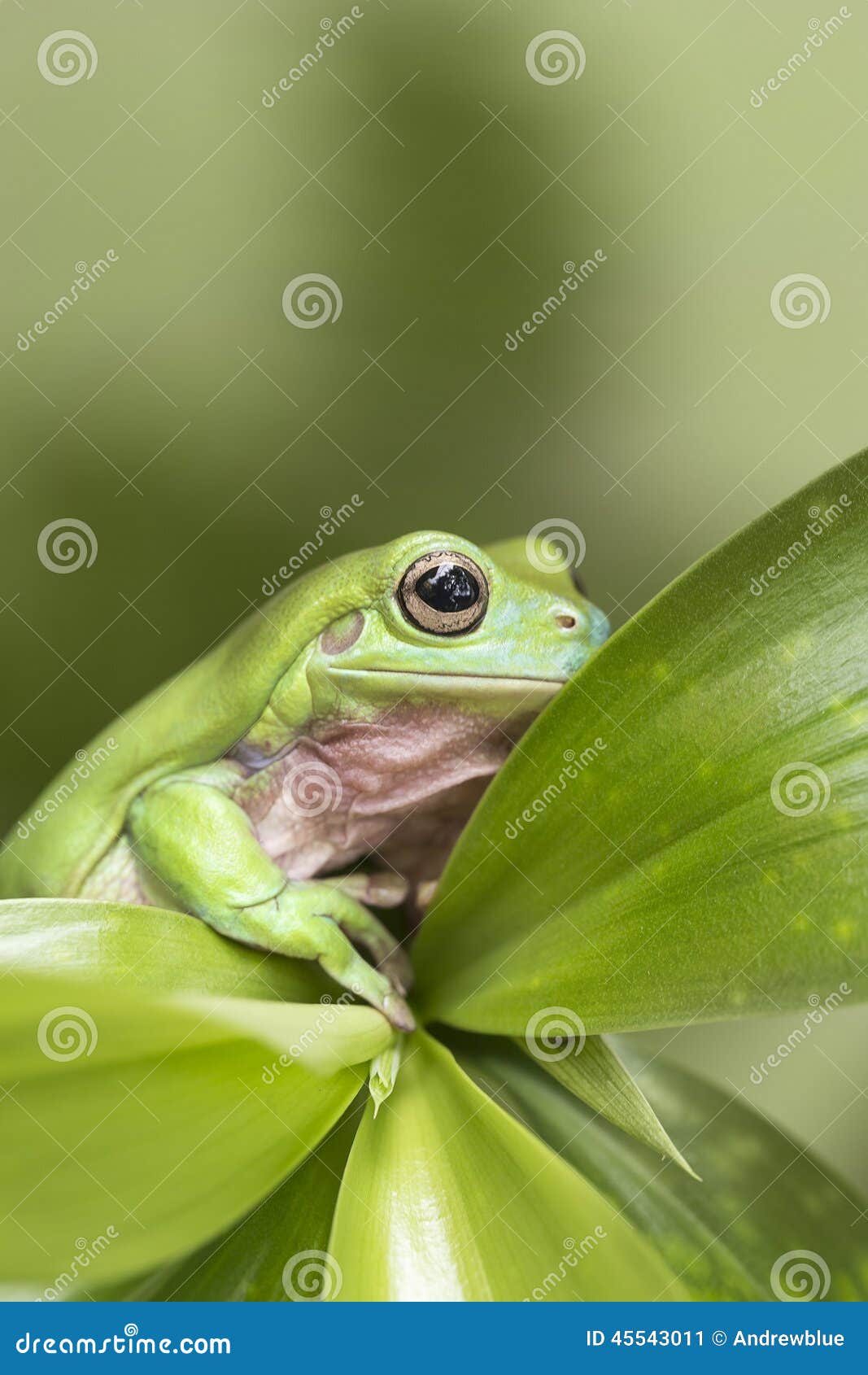 Australian Green Tree Frog stock image. Image of little - 45543011