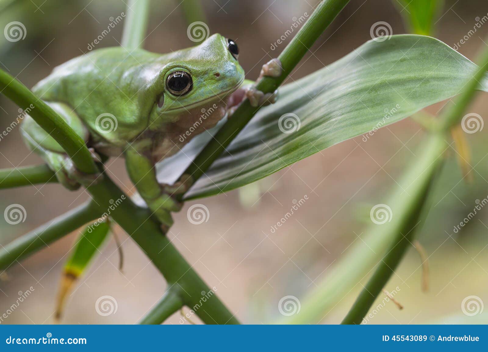 Australian Green Tree Frog stock image. Image of jungle - 45543089