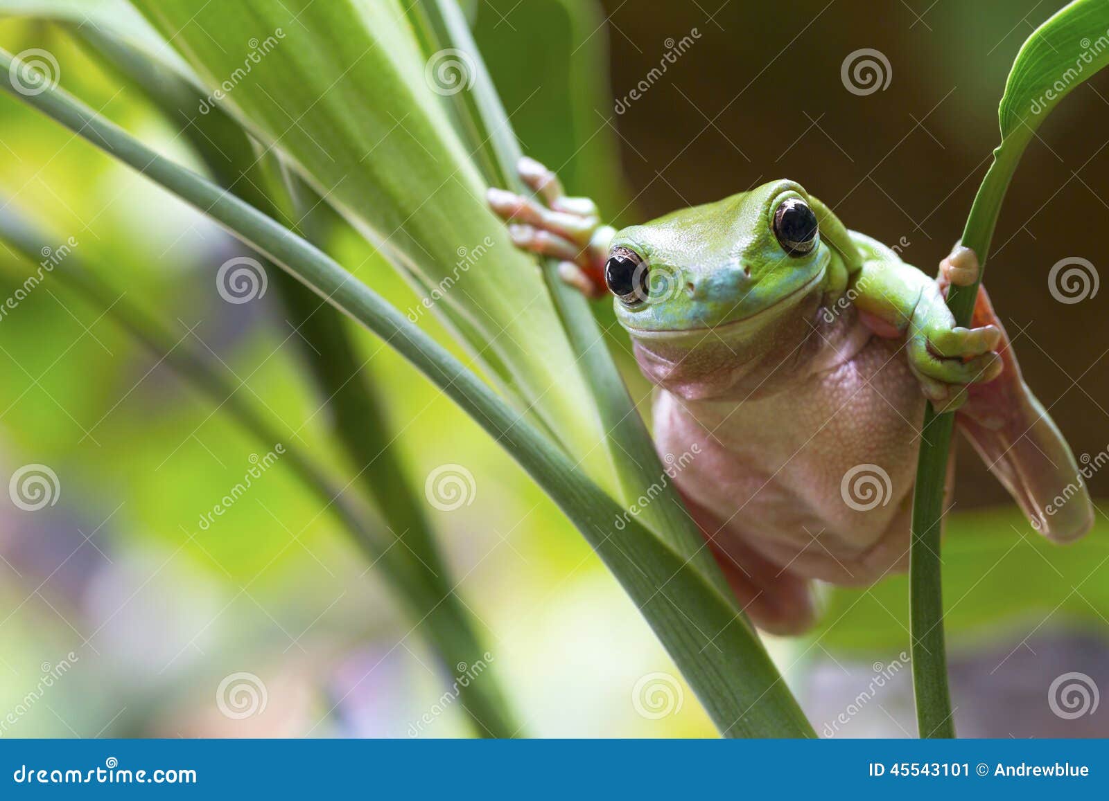 Australian Green Tree Frog stock image. Image of climbing - 45543101