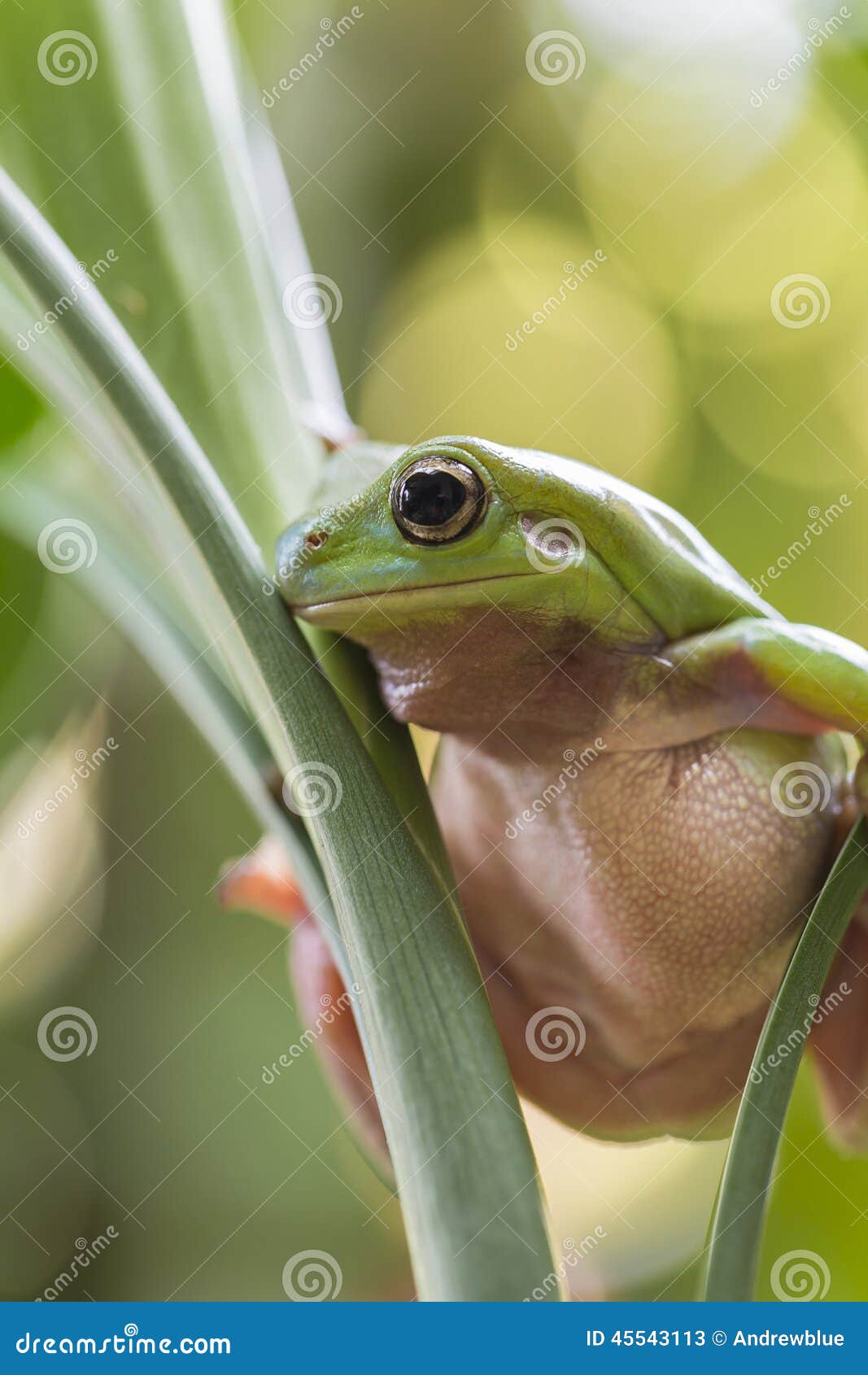 Australian Green Tree Frog stock image. Image of hanging - 45543113