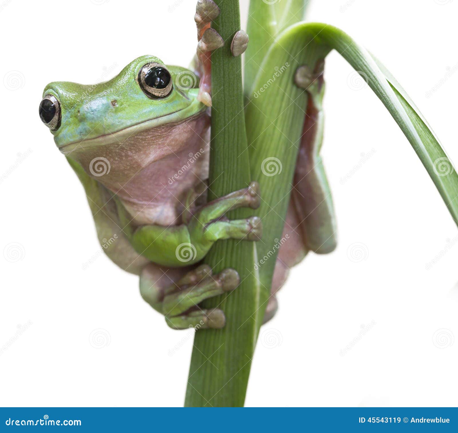 Australian Green Tree Frog stock image. Image of isolated - 45543119