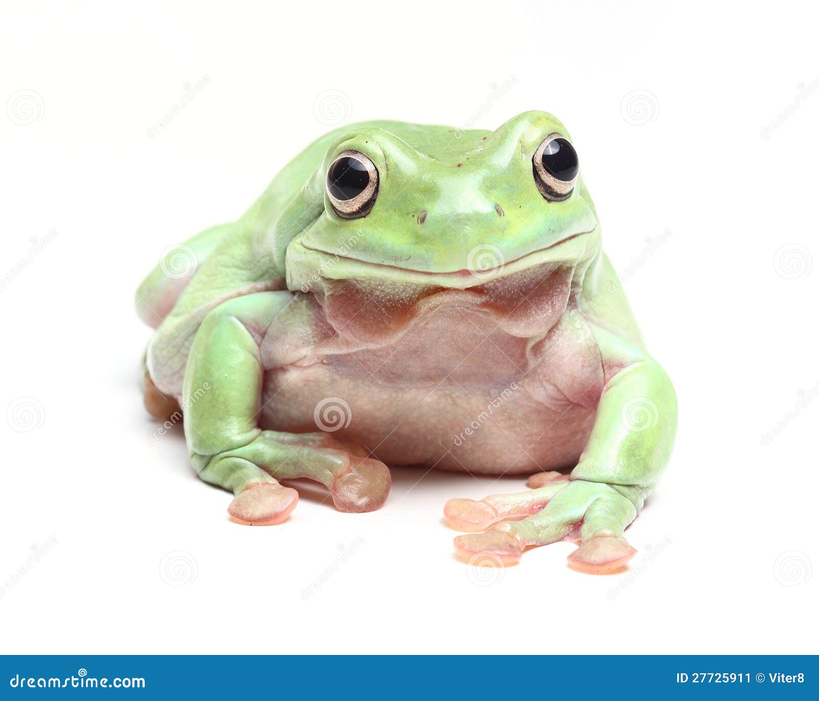 Australian Green Tree Frog (Litoria Caerulea) Stock Image - Image of ...
