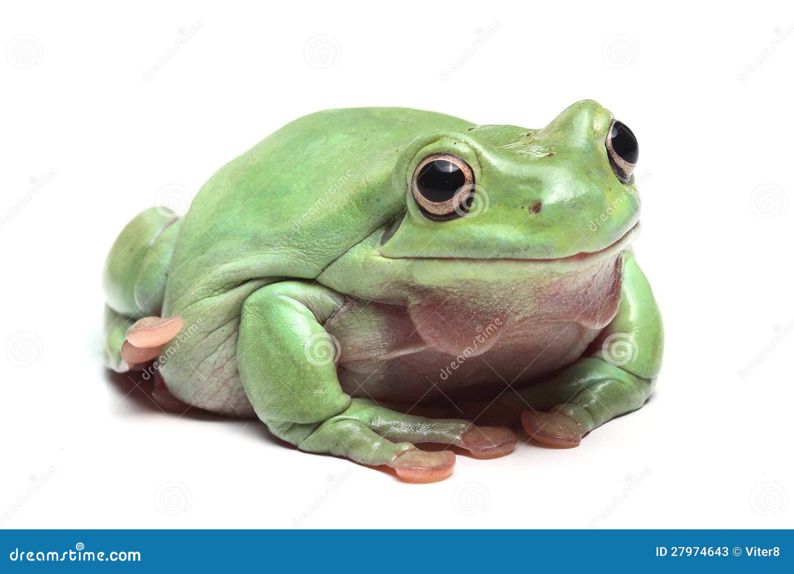 Litoria Caerulea, Blue Australian Tree Frog In Nature Stock Photography ...