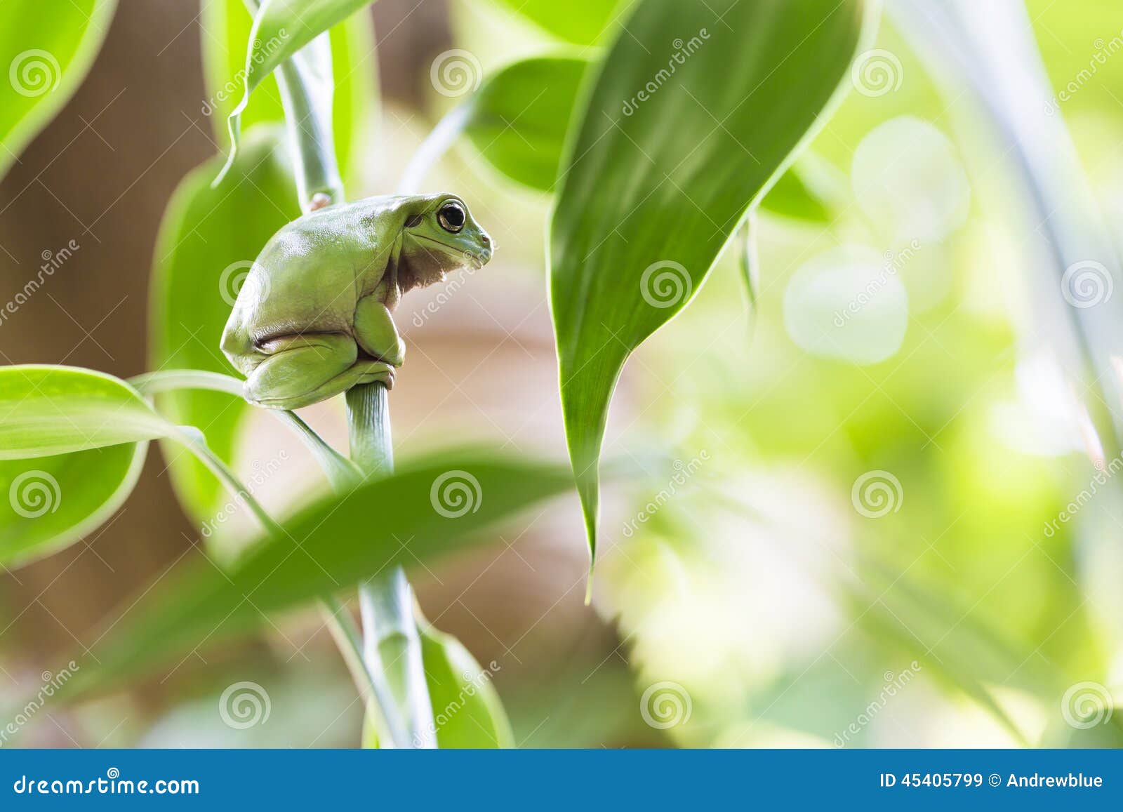Australian Green Tree Frog stock image. Image of nature - 45405799